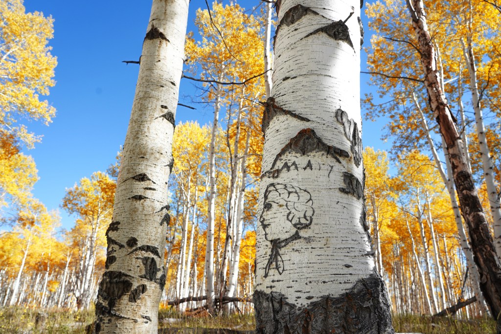 Aspen archive: Trees tell archeological stories of shepherds - WyoFile