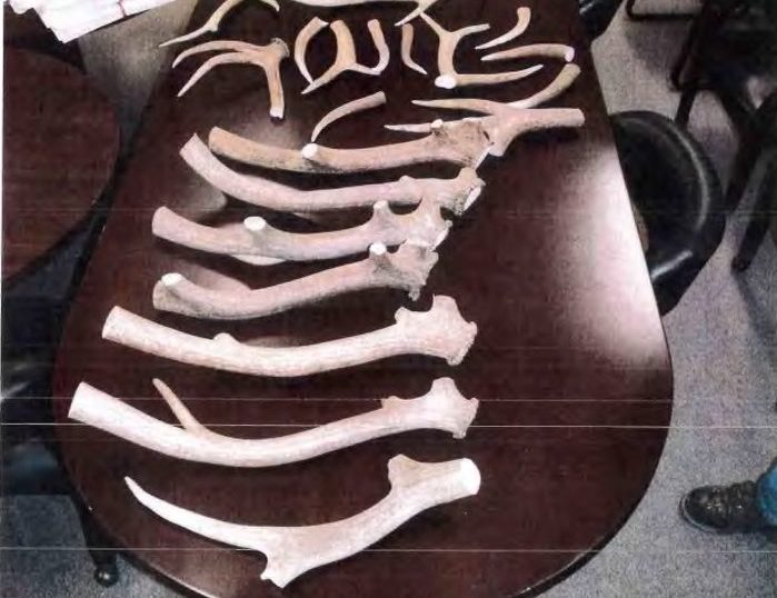 Steep penalties prove ineffective at deterring elk antler heists in ...