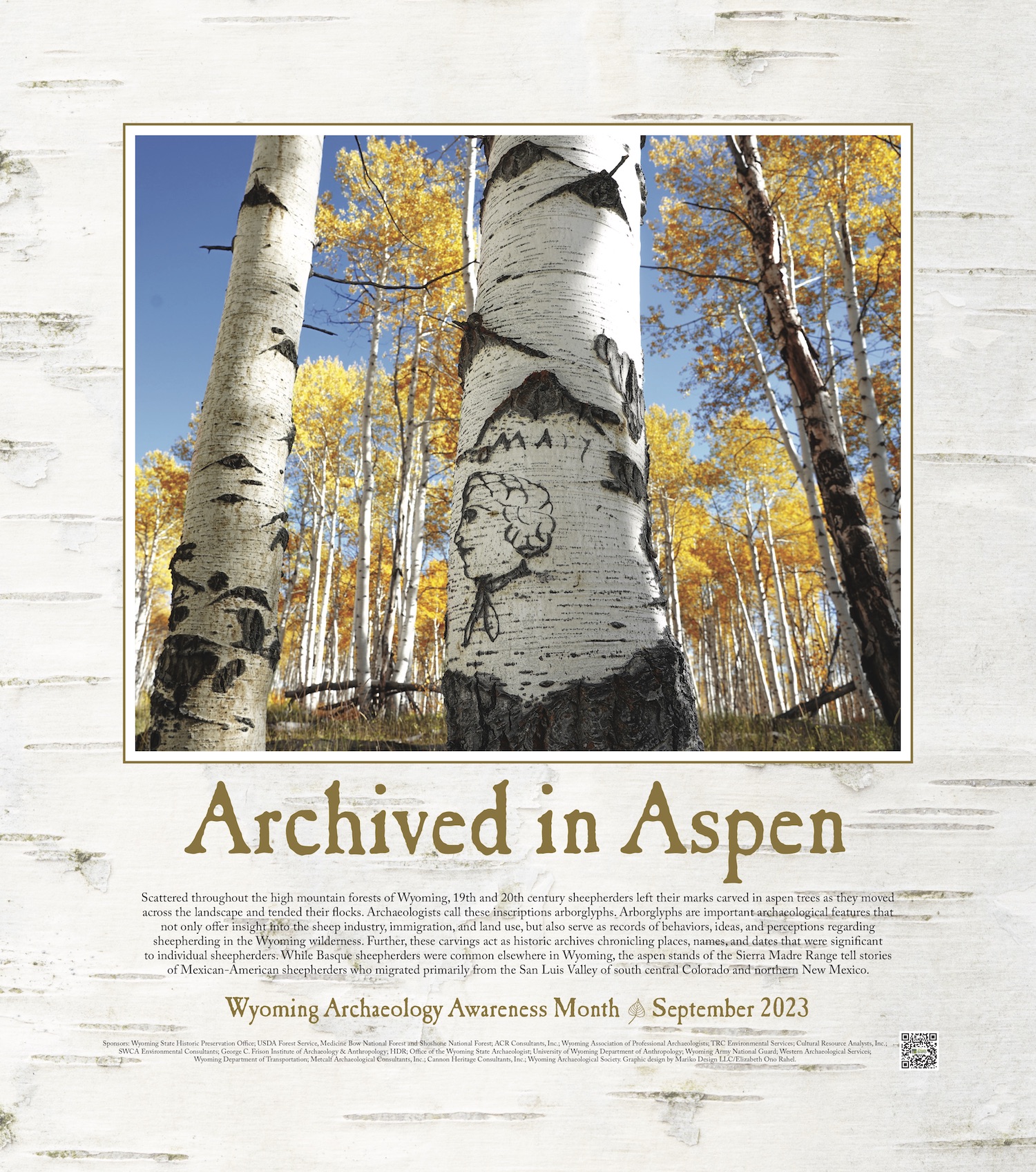Aspen archive: Trees tell archeological stories of shepherds - WyoFile