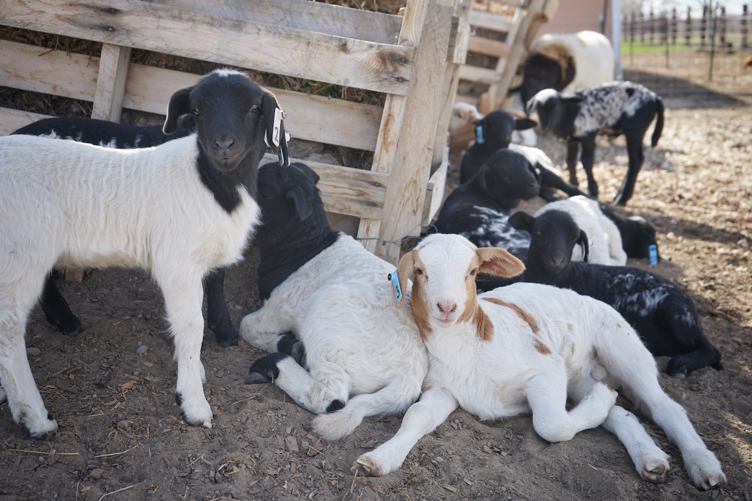 Little lambs: Baby animal season arrives in Wyoming - WyoFile