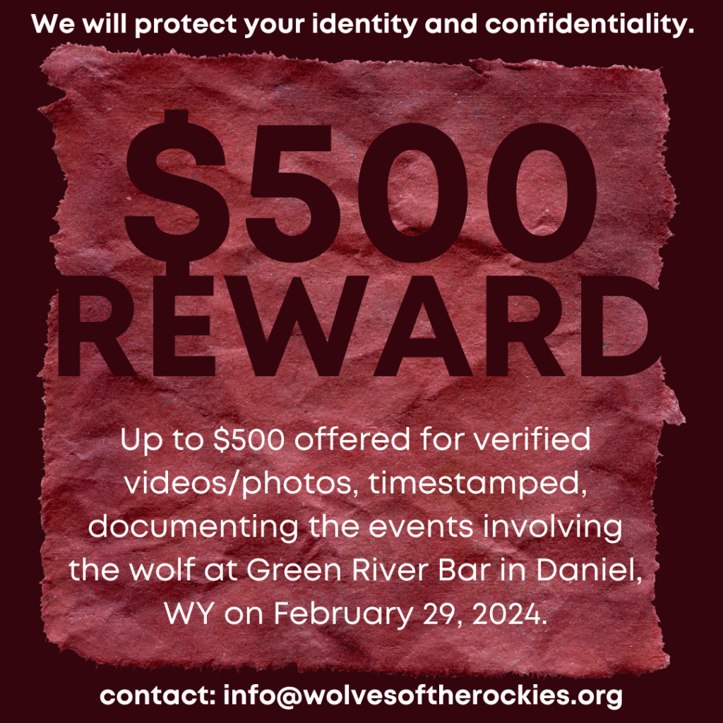 Sheriff to investigate Wyoming wolf abuse allegations following global ...