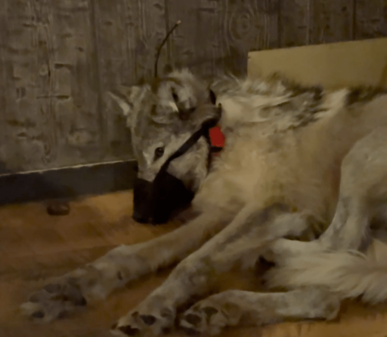 Eyewitness describes Wyoming wolf’s final hours in the Green River Bar ...