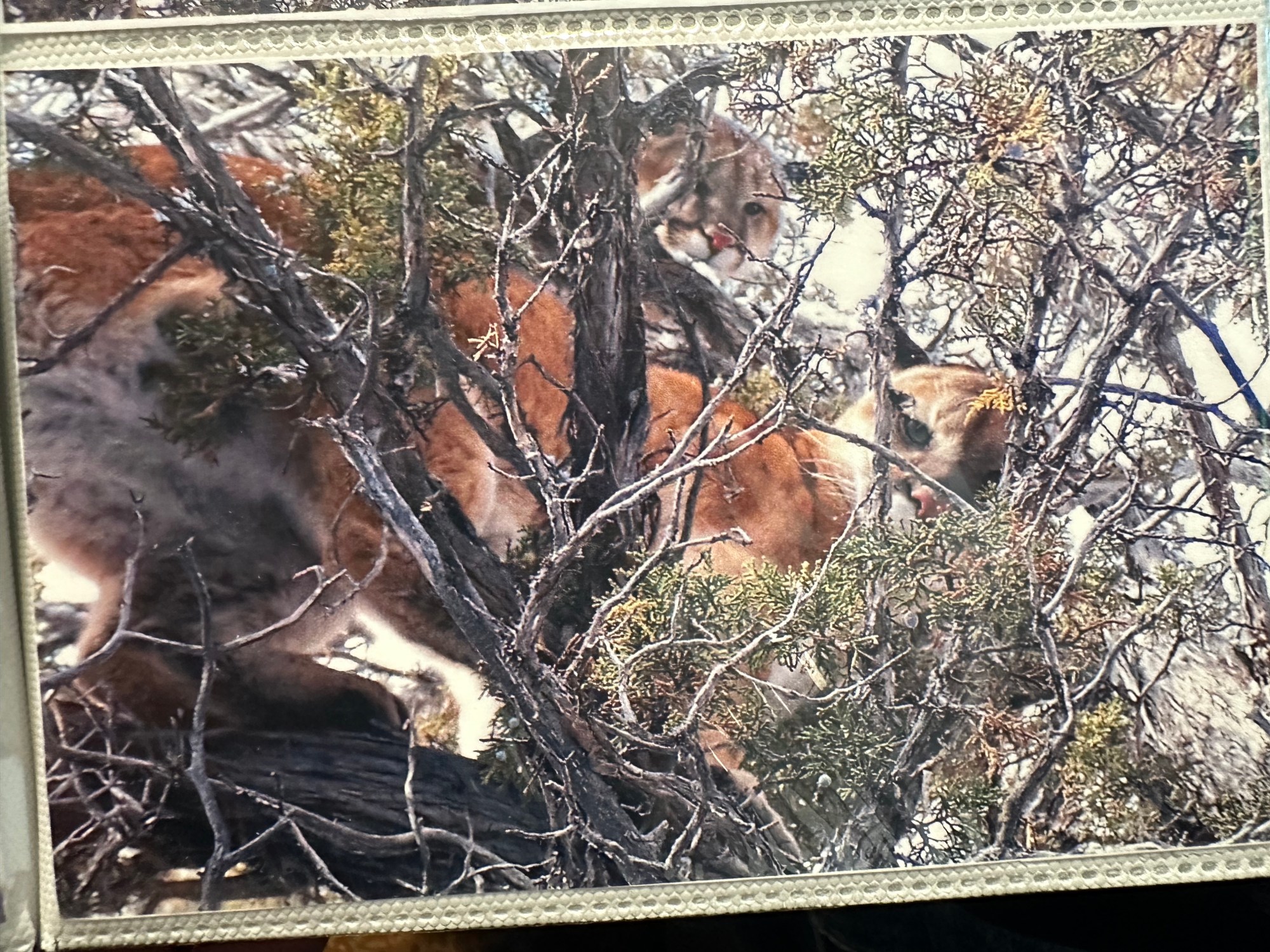 A houndsman’s tale: How chasing lions shaped a hunter into a big-cat ...