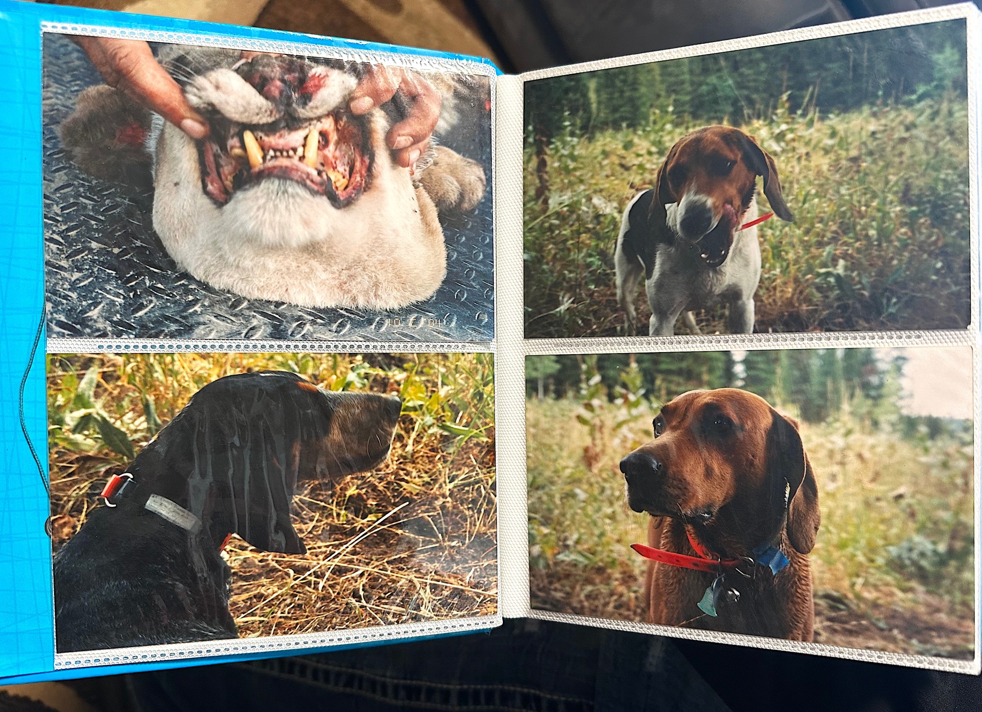 A houndsman’s tale: How chasing lions shaped a hunter into a big-cat ...