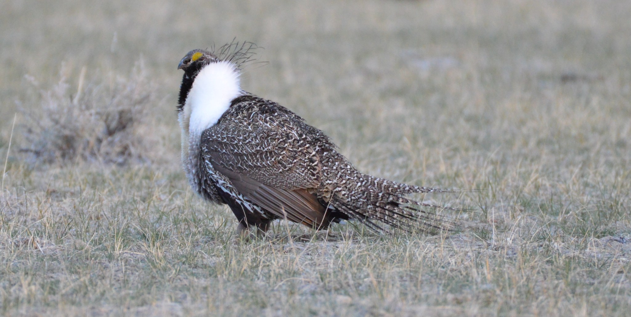 As go the sage grouse, so goes Wyoming - WyoFile