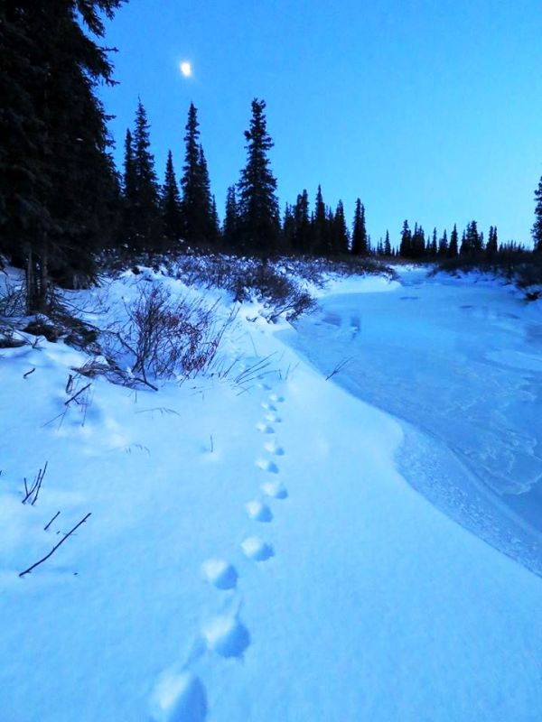Rare wildcat documented in the Yellowstone region for first time in a ...