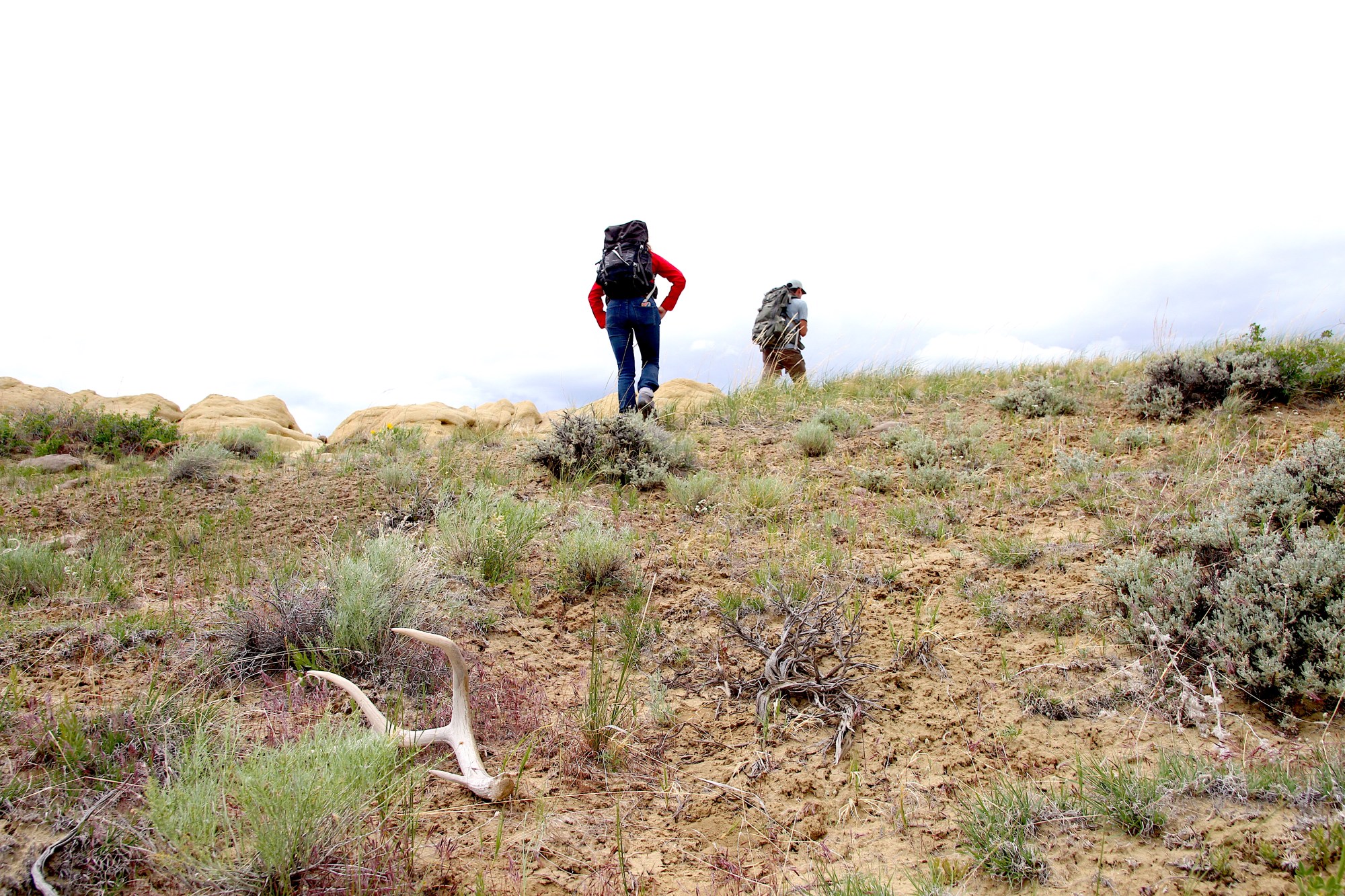 A Wyoming mule deer herd is so riddled with CWD it could nearly vanish ...