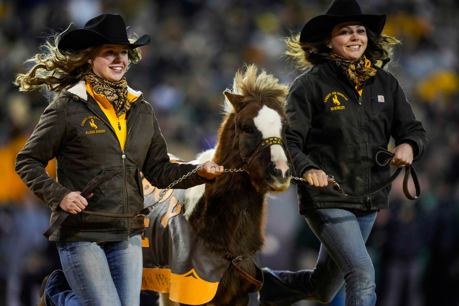 Meet Cowboy Joe V, UW’s iconic live mascot - WyoFile