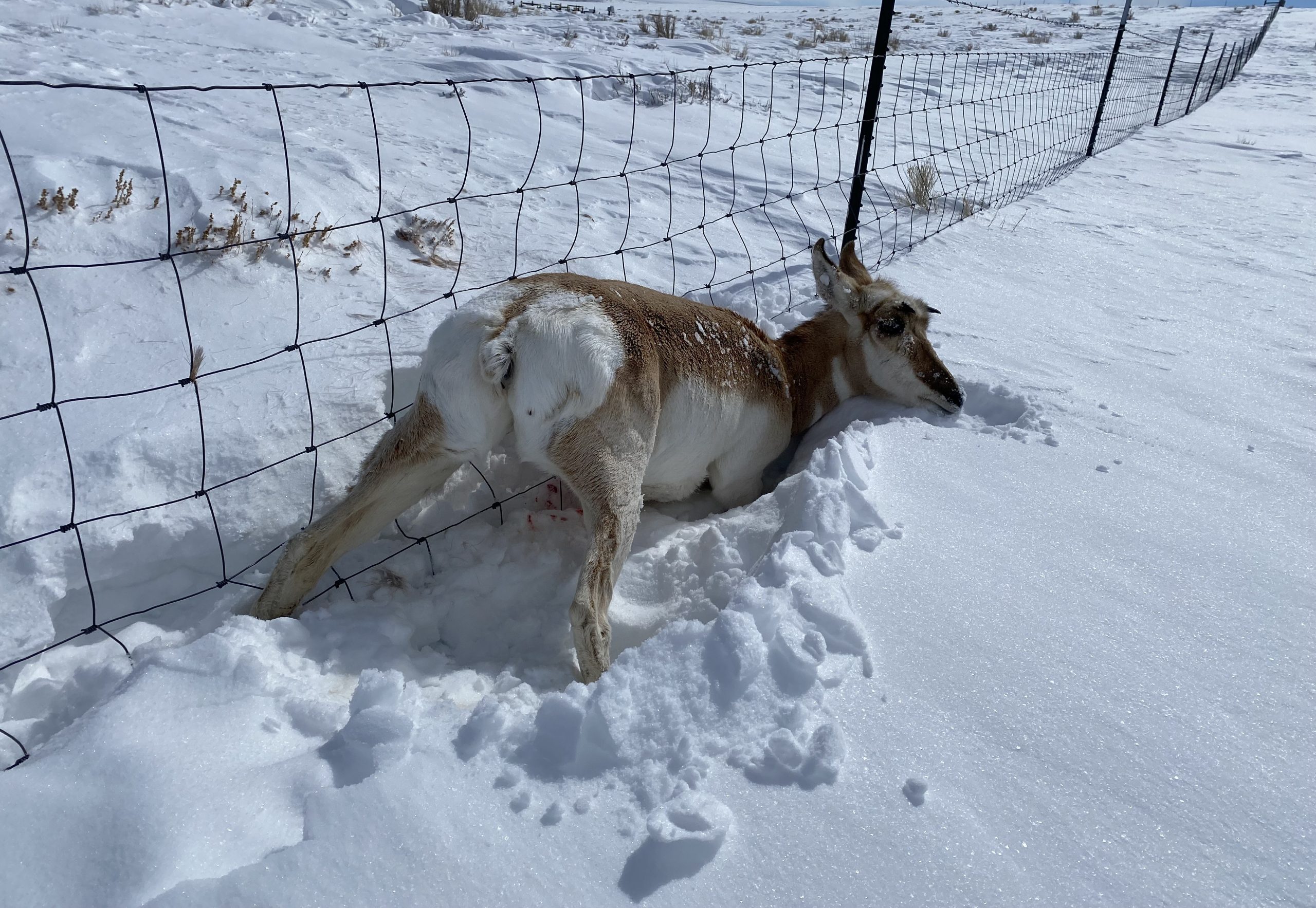 Thousands of pronghorn died in the Red Desert two winters ago. A new paper shows why. - WyoFile