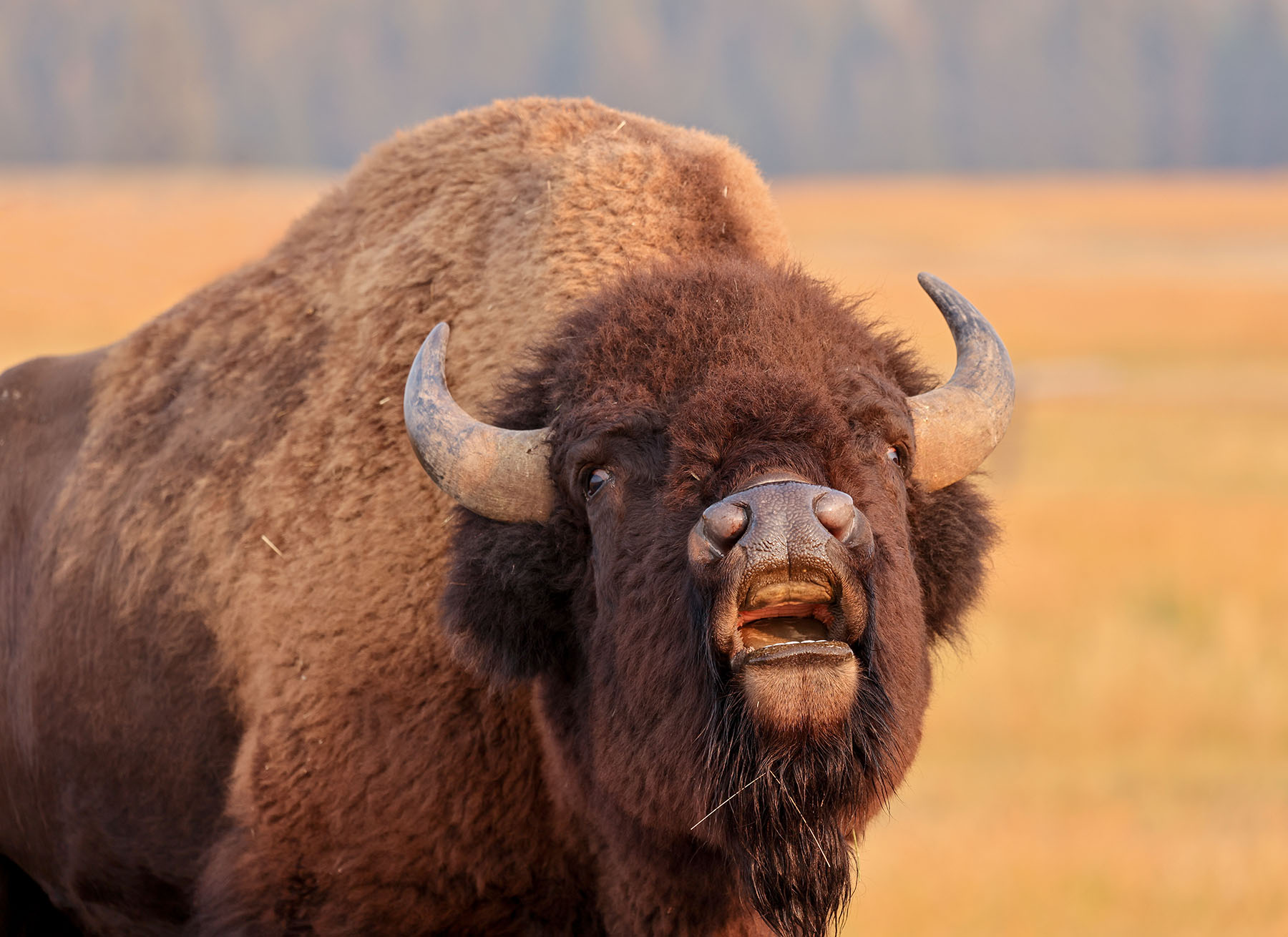 Battle of the behemoths: Wyoming’s bison kick off the rut - WyoFile