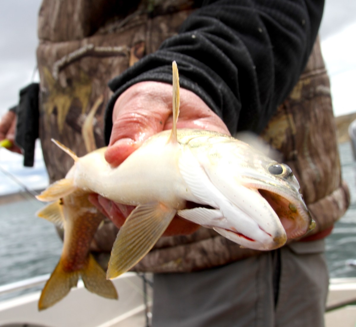 Wyoming, Utah OK’d unlimited lake trout fishing to save Flaming Gorge ...