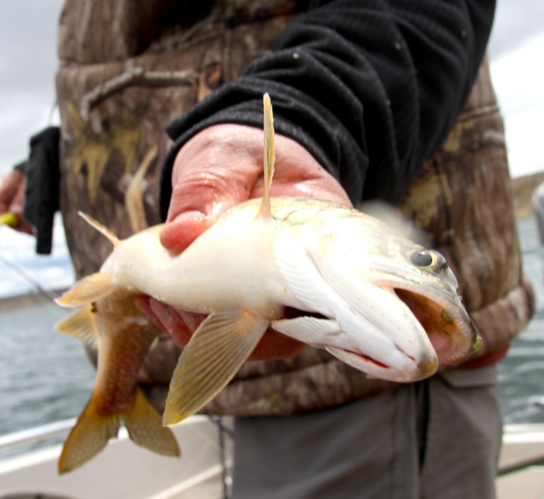 Wyoming, Utah OK’d unlimited lake trout fishing to save Flaming Gorge ...